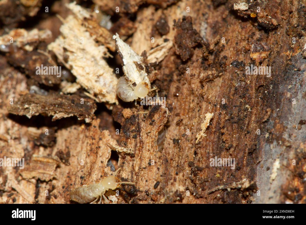 Termites (Termitoidae) Insecta Stock Photo - Alamy