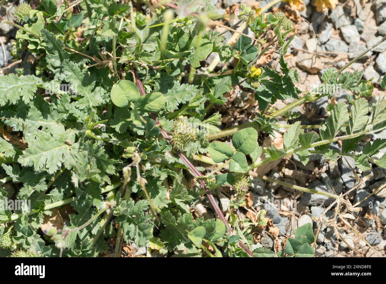 bur clover (Medicago polymorpha) Plantae Stock Photo - Alamy