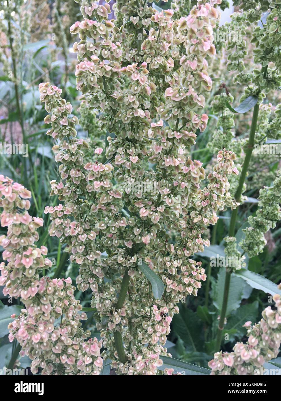 Patience dock rumex patientia hi-res stock photography and images - Alamy