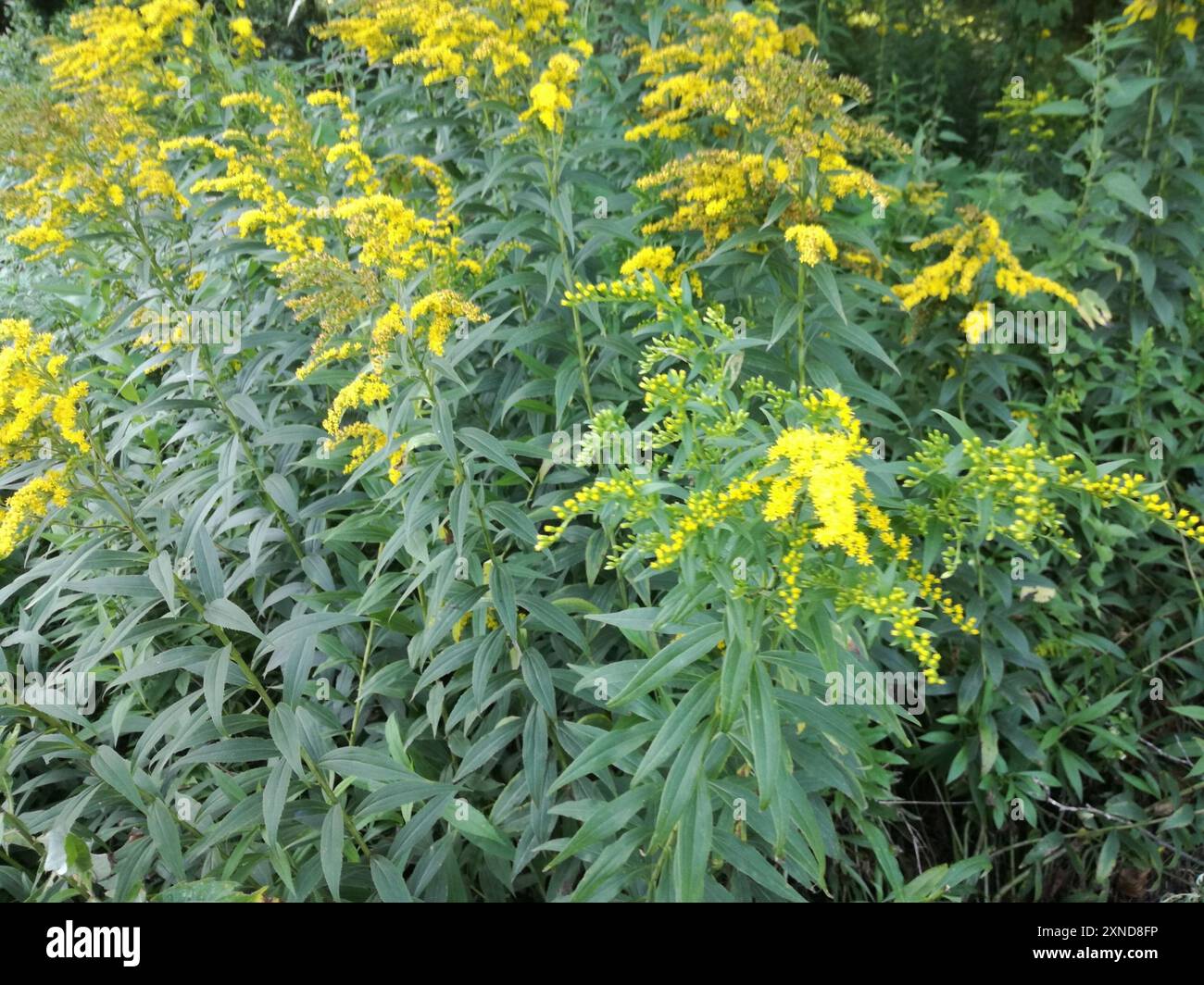 giant goldenrod (Solidago gigantea) Plantae Stock Photo - Alamy