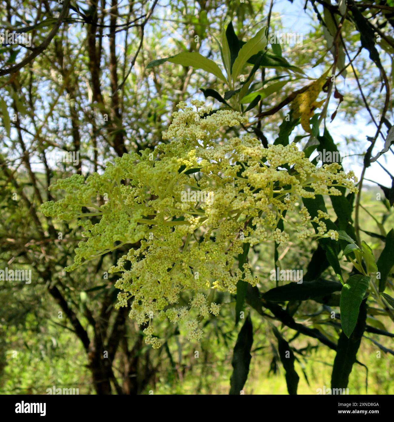 False Olive (Buddleja saligna) Plantae Stock Photo - Alamy