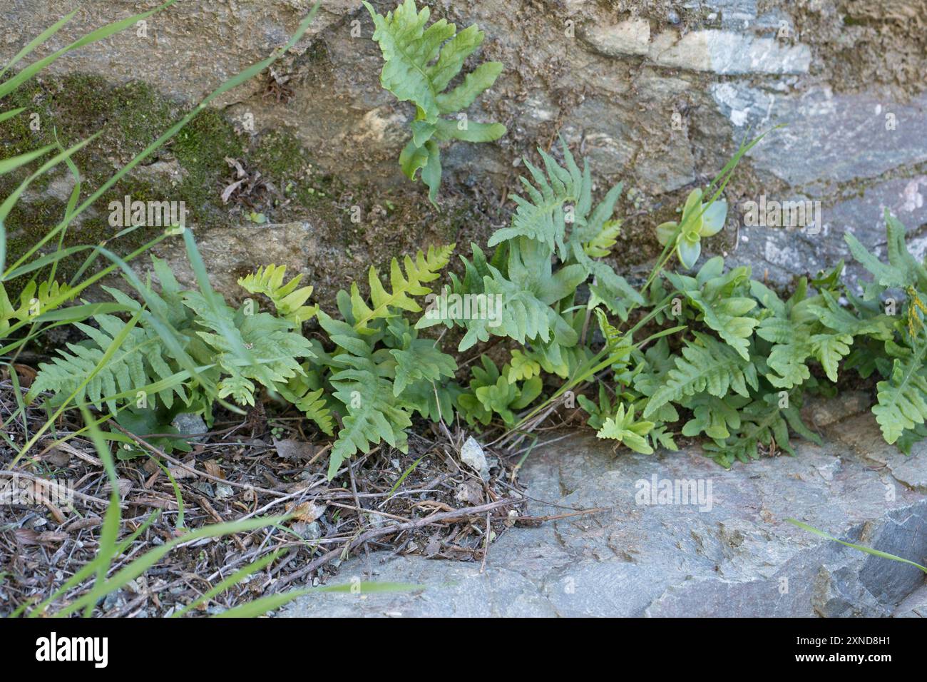 California Polypody (Polypodium californicum) Plantae Stock Photo - Alamy