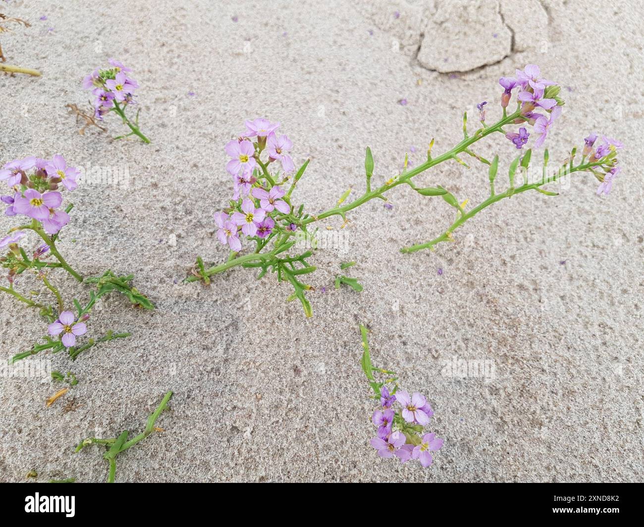 European Searocket (Cakile maritima) Plantae Stock Photo - Alamy