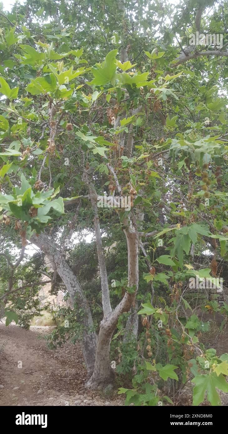 western sycamore (Platanus racemosa) Plantae Stock Photo - Alamy