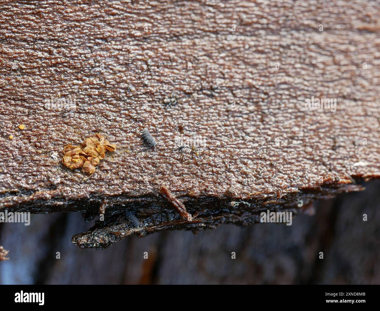 (Trichia contorta) Protozoa Stock Photo - Alamy