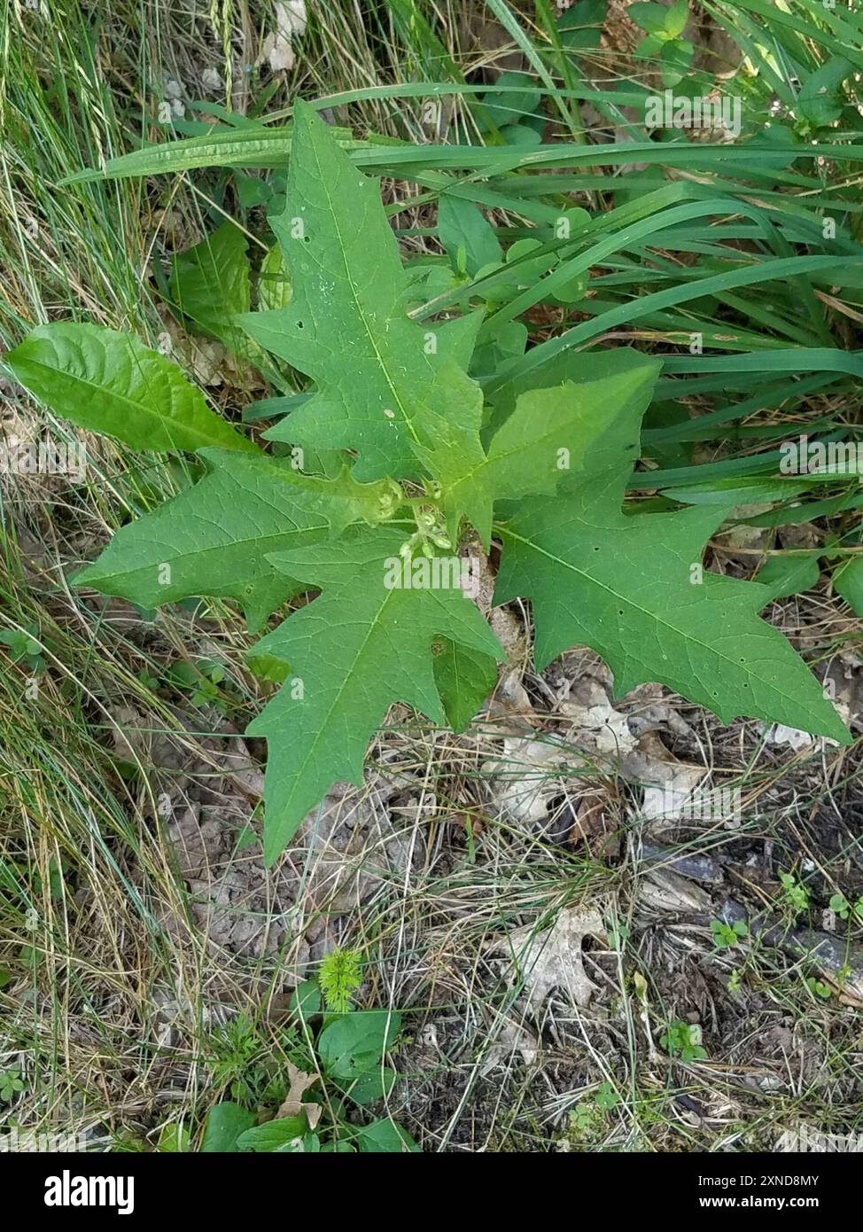Carolina horsenettle (Solanum carolinense) Plantae Stock Photo - Alamy
