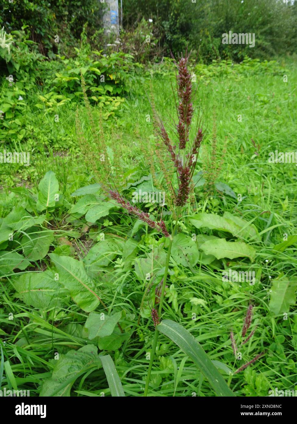 rough barnyard grass (Echinochloa muricata) Plantae Stock Photo - Alamy