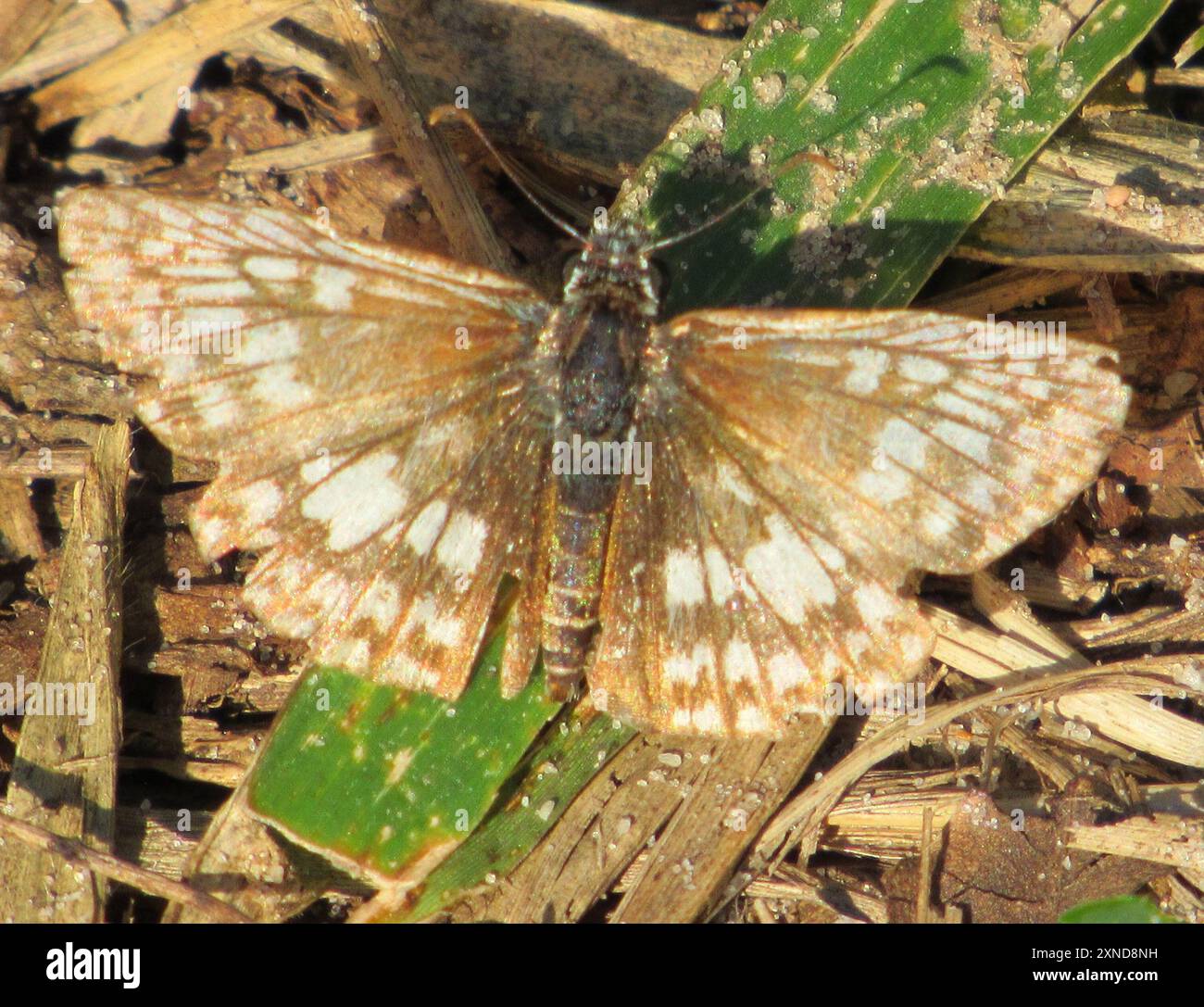 Orcus Checkered-Skipper (Burnsius orcus) Insecta Stock Photo - Alamy