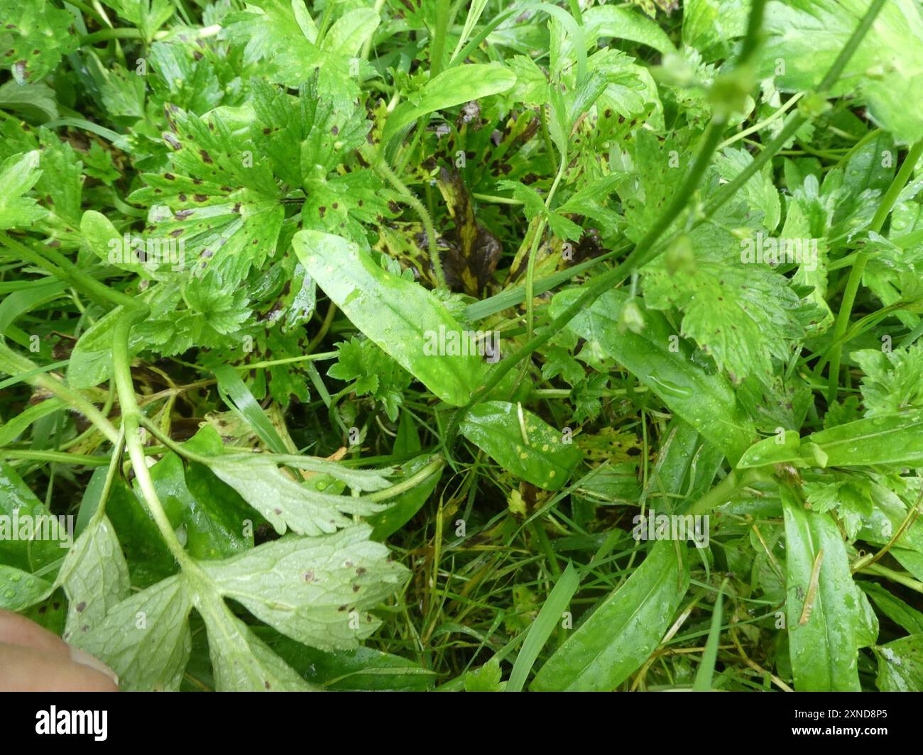 water forget-me-not (Myosotis scorpioides) Plantae Stock Photo - Alamy