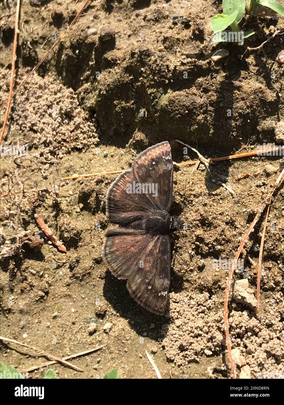 Wild Indigo Duskywing (Erynnis baptisiae) Insecta Stock Photo - Alamy