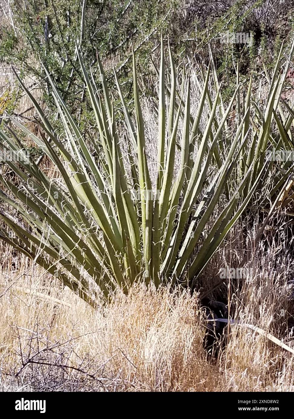 Mojave Yucca (Yucca schidigera) Plantae Stock Photo - Alamy