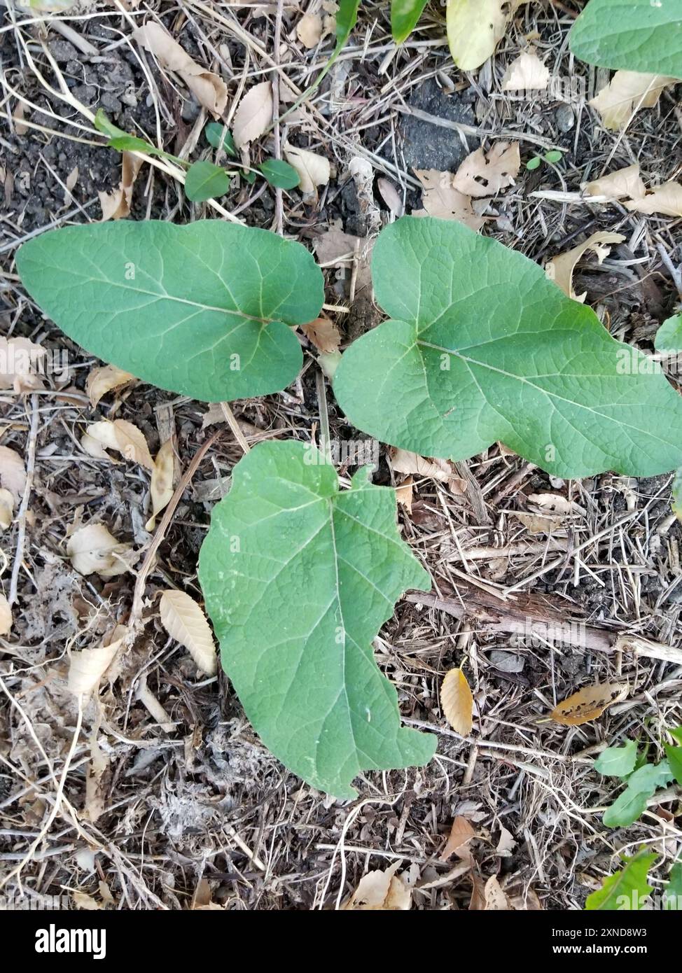 lesser burdock (Arctium minus) Plantae Stock Photo - Alamy