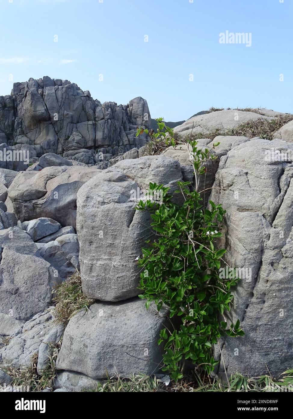 scrambling clerodendrum (Volkameria inermis) Plantae Stock Photo - Alamy