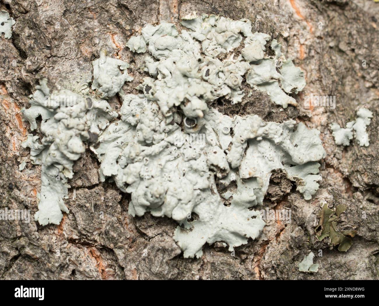 Frosted Rosette Lichen (Physcia biziana) Fungi Stock Photo - Alamy