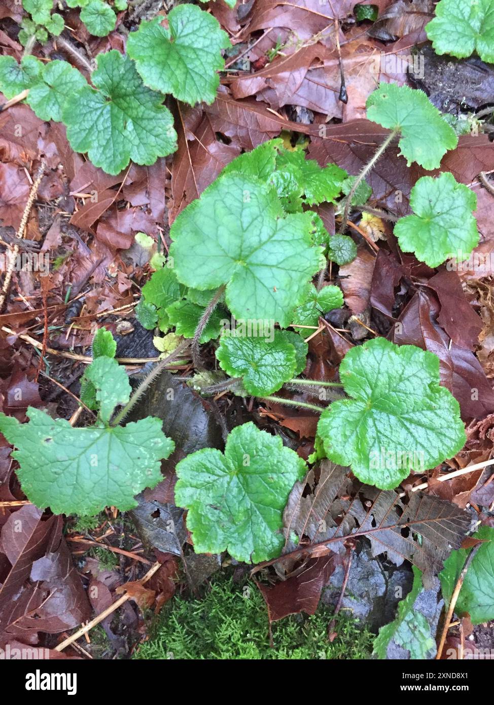 fringe cups (Tellima grandiflora) Plantae Stock Photo - Alamy