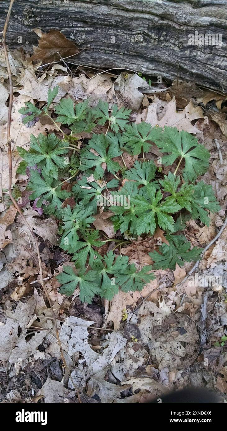 Geranium family (Geraniaceae) Plantae Stock Photo - Alamy