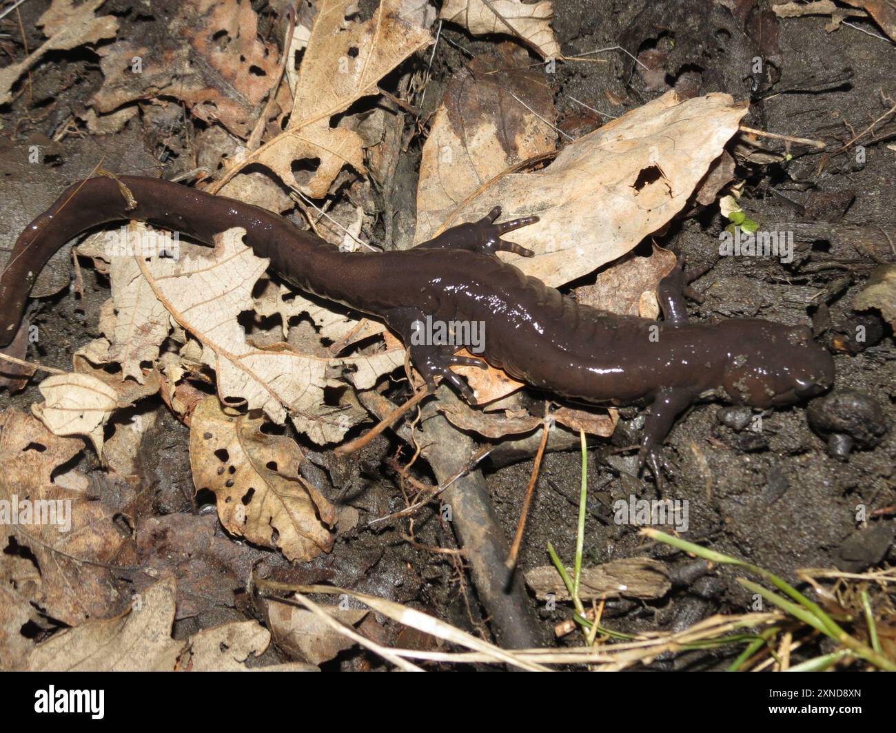 Jefferson Salamander (Ambystoma jeffersonianum) Amphibia Stock Photo ...