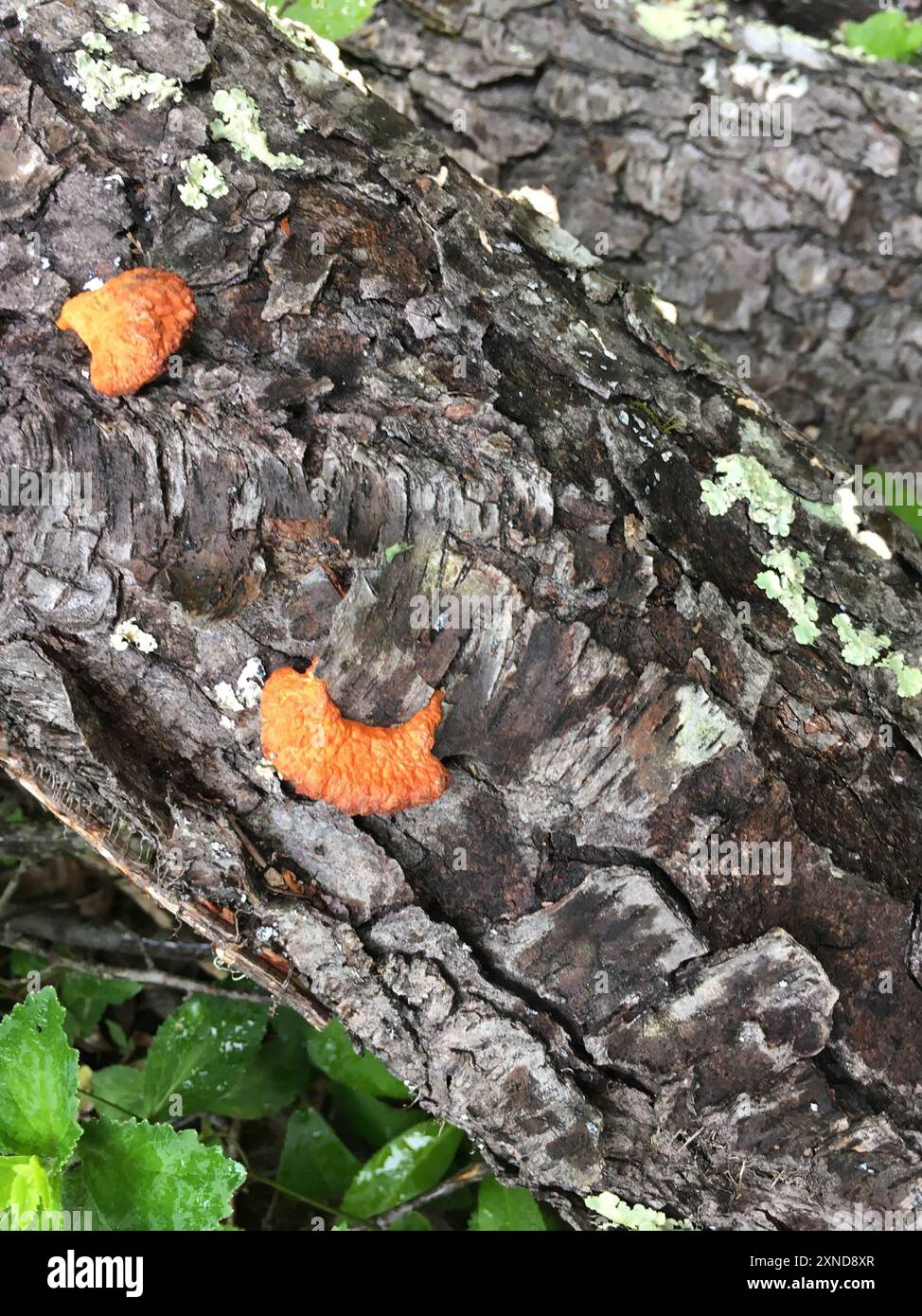 Northern Cinnabar Polypore (Trametes cinnabarina) Fungi Stock Photo - Alamy