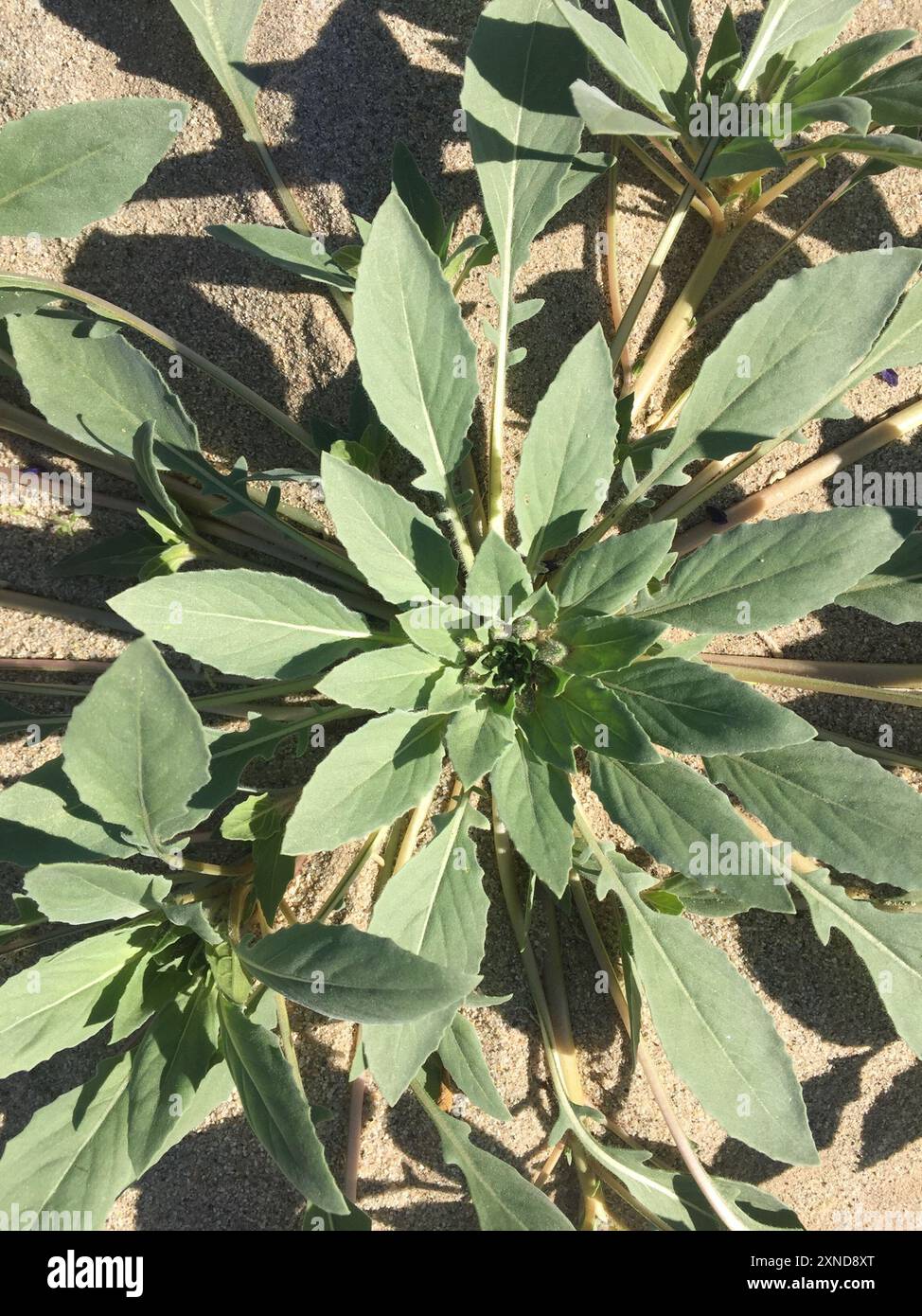 Annual Evening Primrose (Oenothera deltoides deltoides) Plantae Stock ...