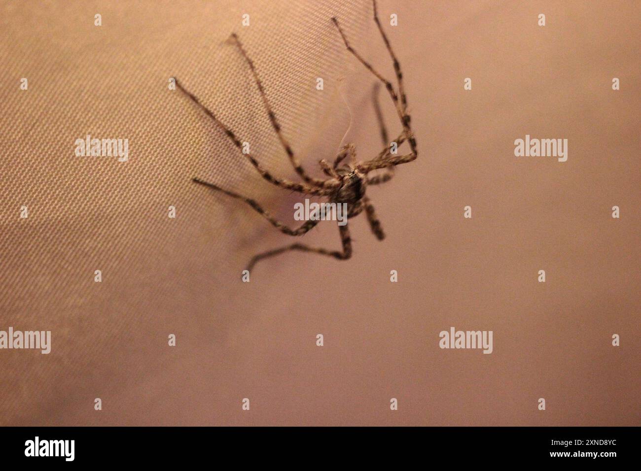 White-banded Fishing Spider (Dolomedes albineus) Arachnida Stock Photo ...