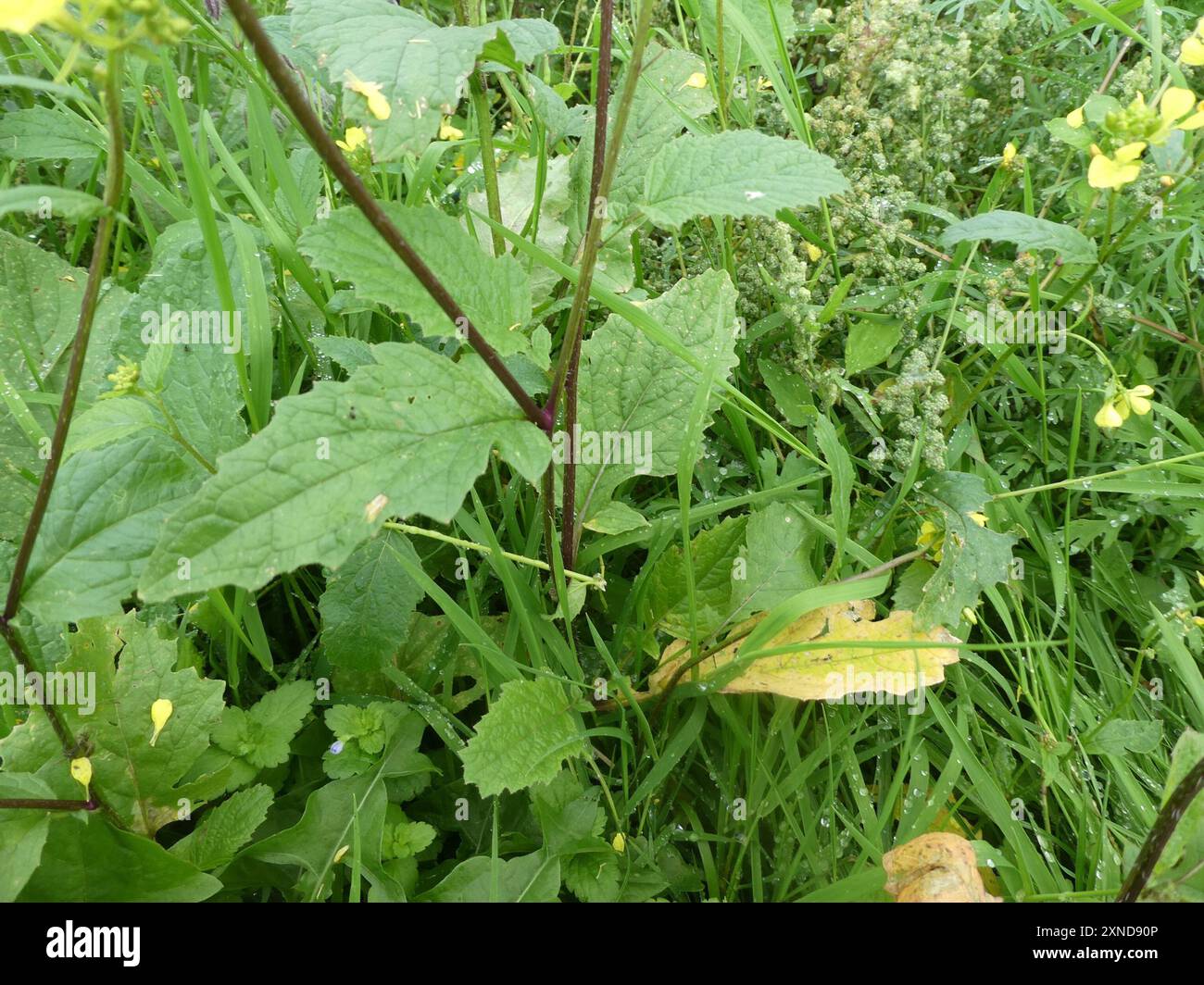 charlock (Rhamphospermum arvense) Plantae Stock Photo - Alamy