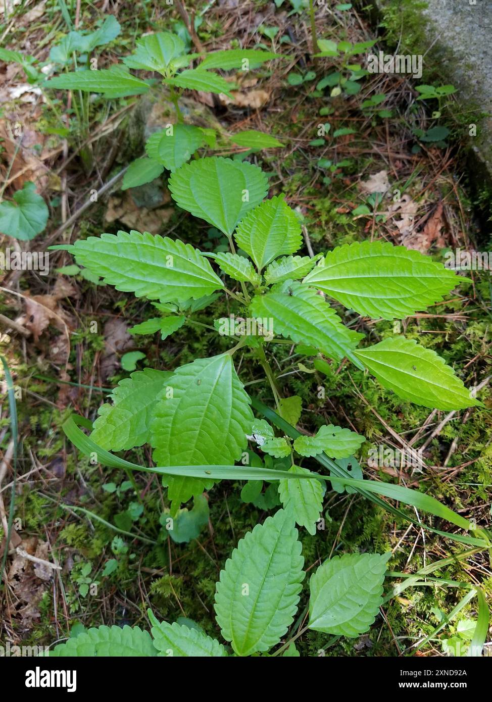 clearweed (Pilea) Plantae Stock Photo - Alamy
