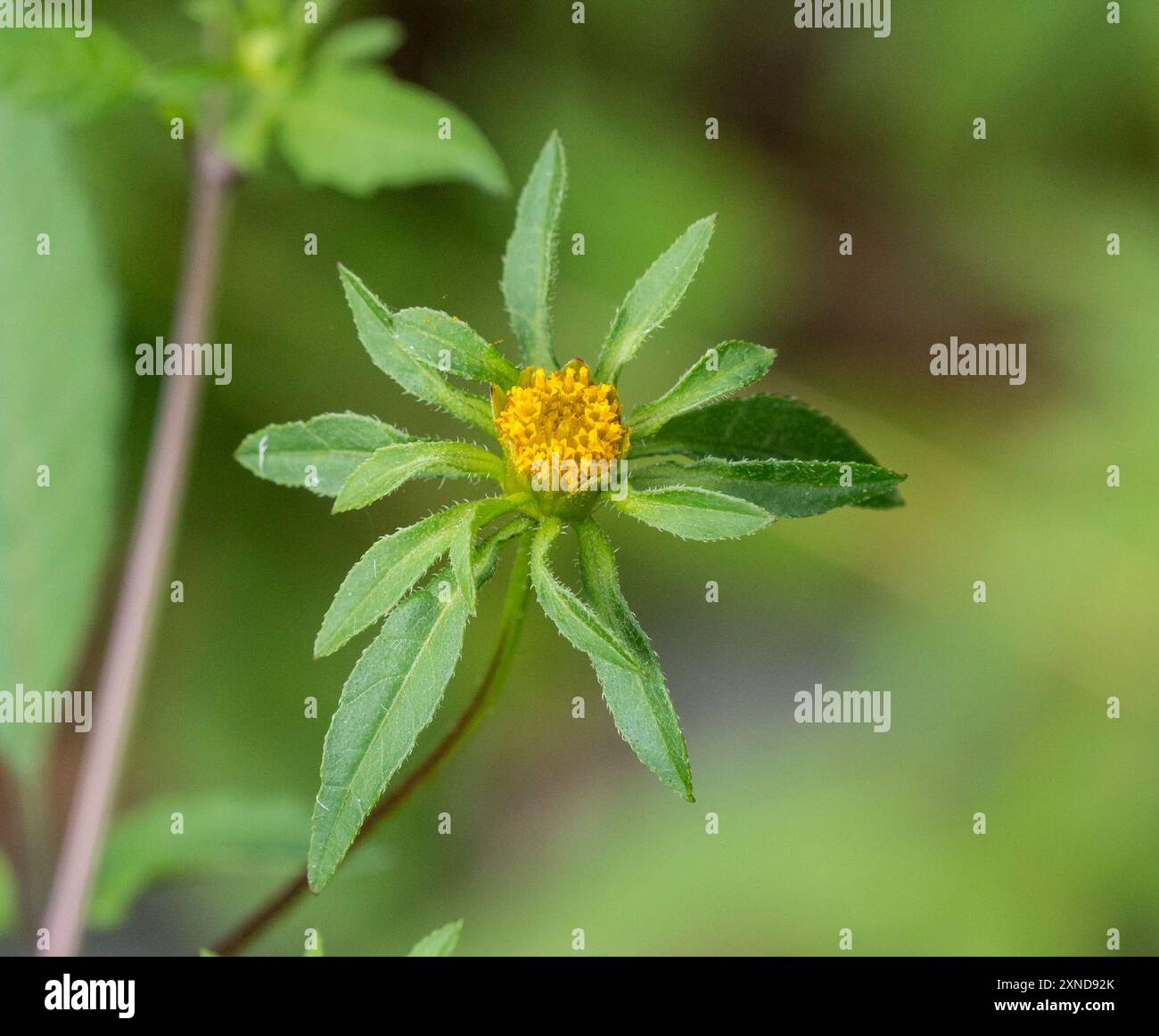 Devil's Beggarticks (Bidens frondosa) Plantae Stock Photo - Alamy