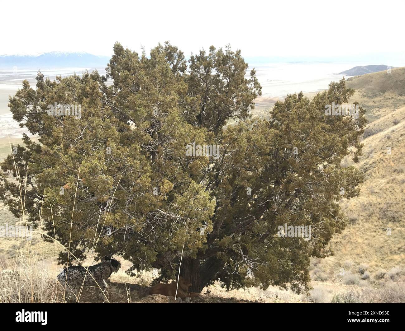 Utah Juniper (Juniperus osteosperma) Plantae Stock Photo - Alamy