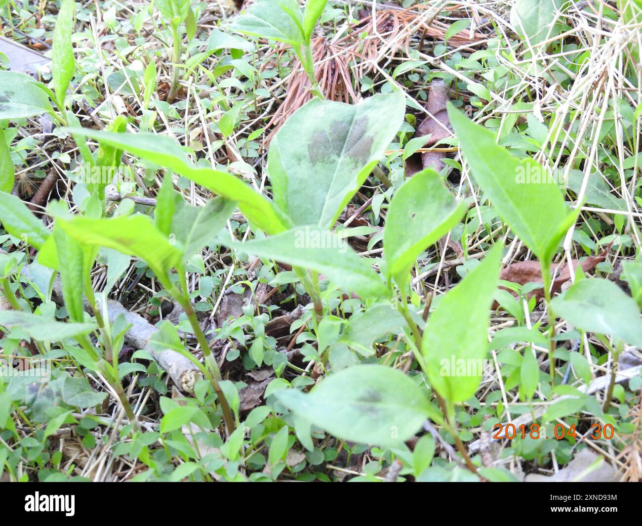 American jumpseed (Persicaria virginiana) Plantae Stock Photo - Alamy