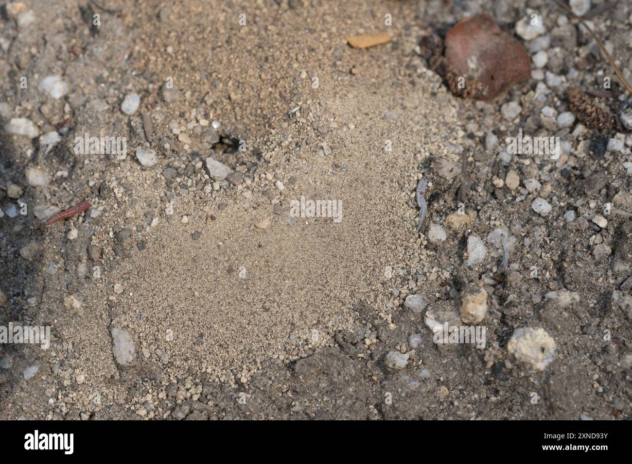 Pyramid Ants (Dorymyrmex) Insecta Stock Photo - Alamy