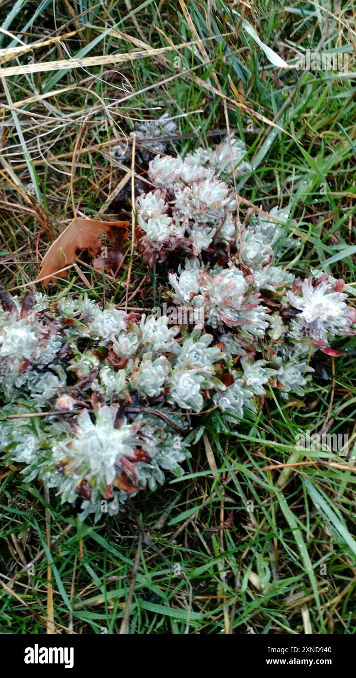 flathead rabbit tobacco (Diaperia prolifera) Plantae Stock Photo - Alamy