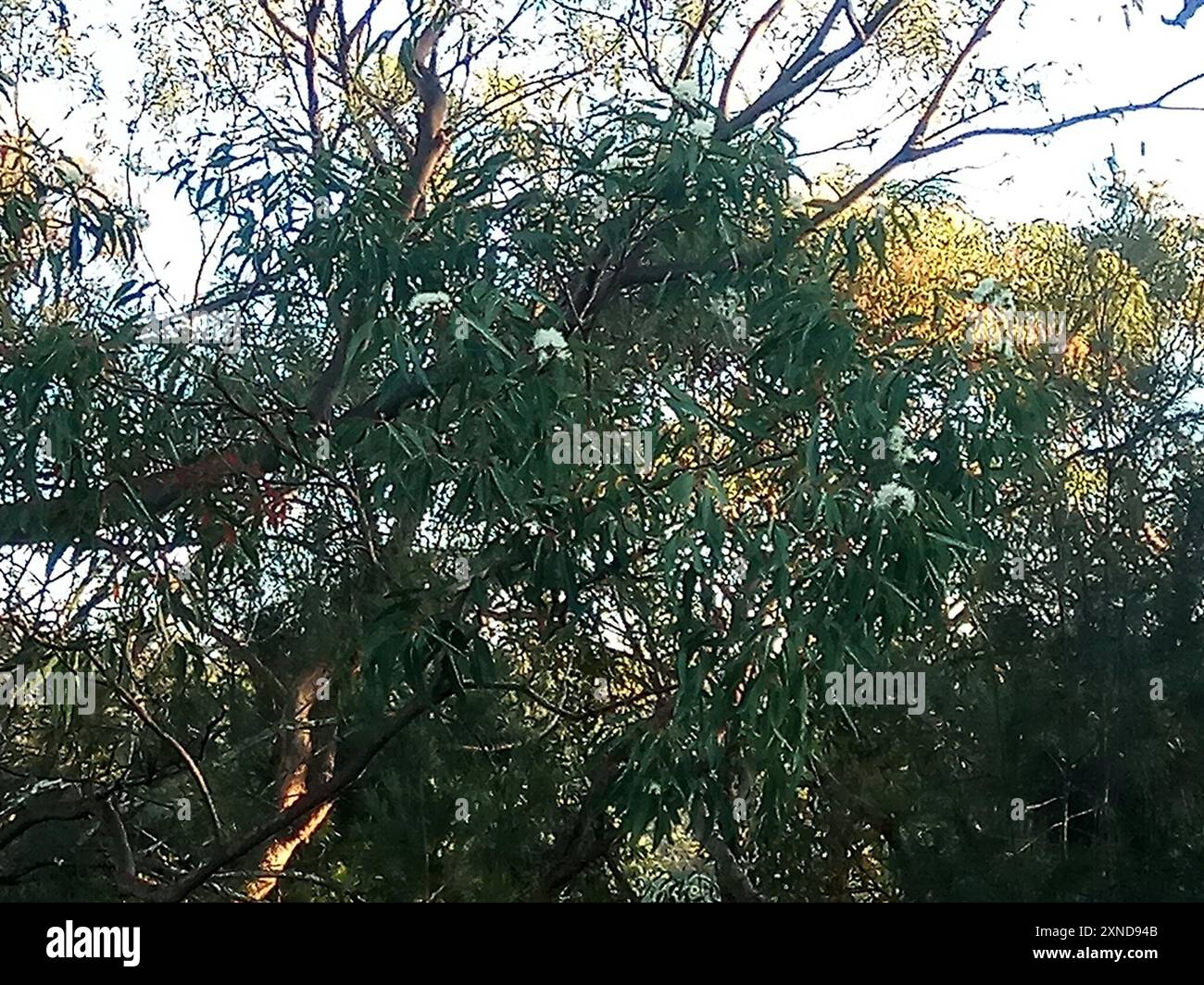 Smooth-barked apple (Angophora costata) Plantae Stock Photo - Alamy