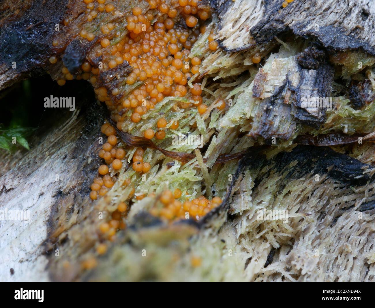 (Hydropisphaera peziza) Fungi Stock Photo - Alamy