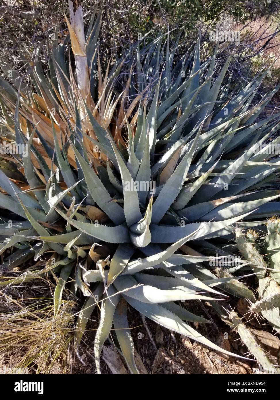 desert agave (Agave deserti) Plantae Stock Photo - Alamy