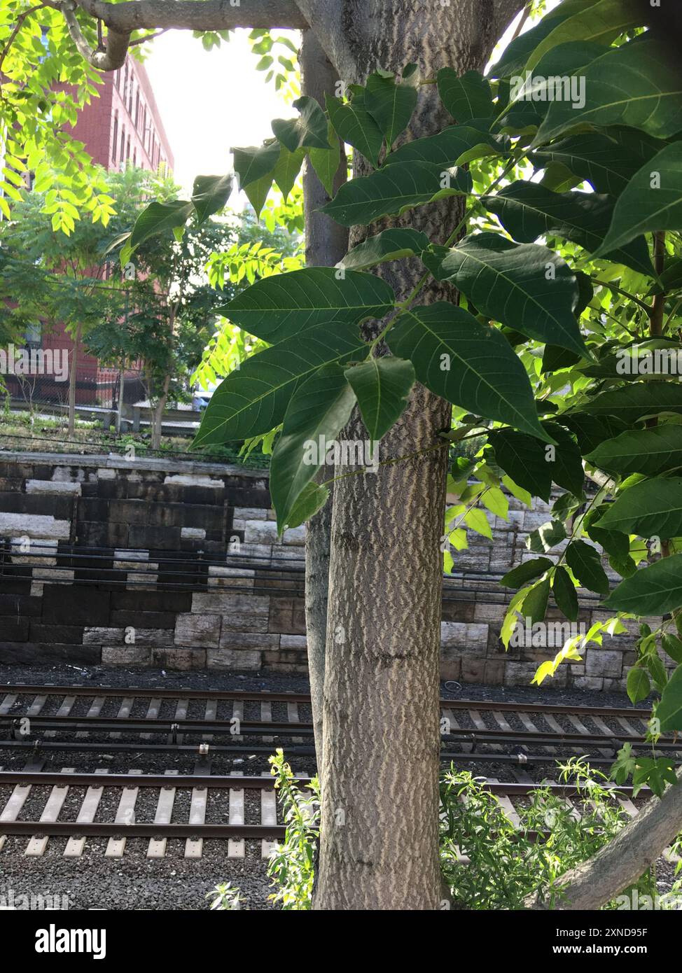 tree-of-heaven (Ailanthus altissima) Plantae Stock Photo - Alamy