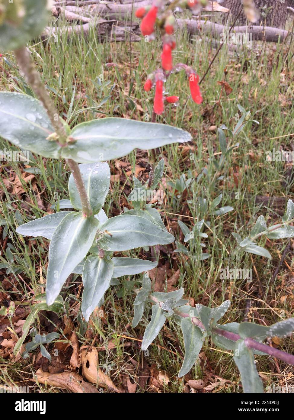 scarlet bugler (Penstemon centranthifolius) Plantae Stock Photo - Alamy