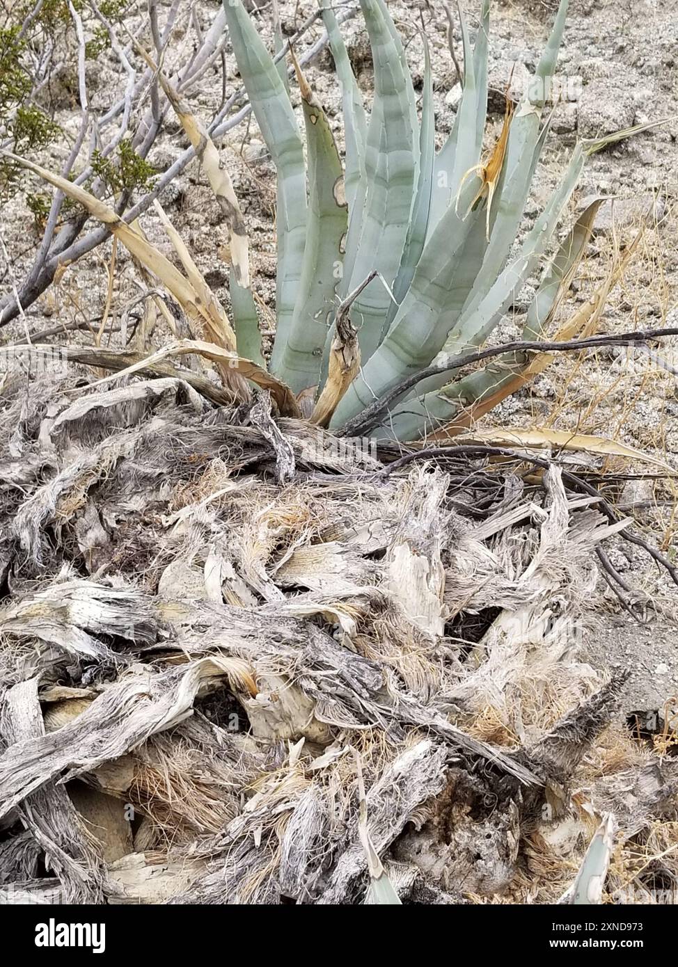 desert agave (Agave deserti) Plantae Stock Photo - Alamy
