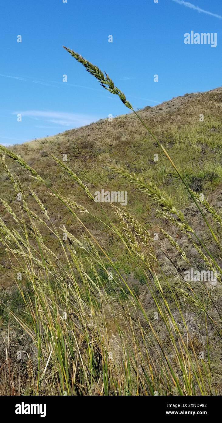 giant wild rye (Leymus condensatus) Plantae Stock Photo - Alamy