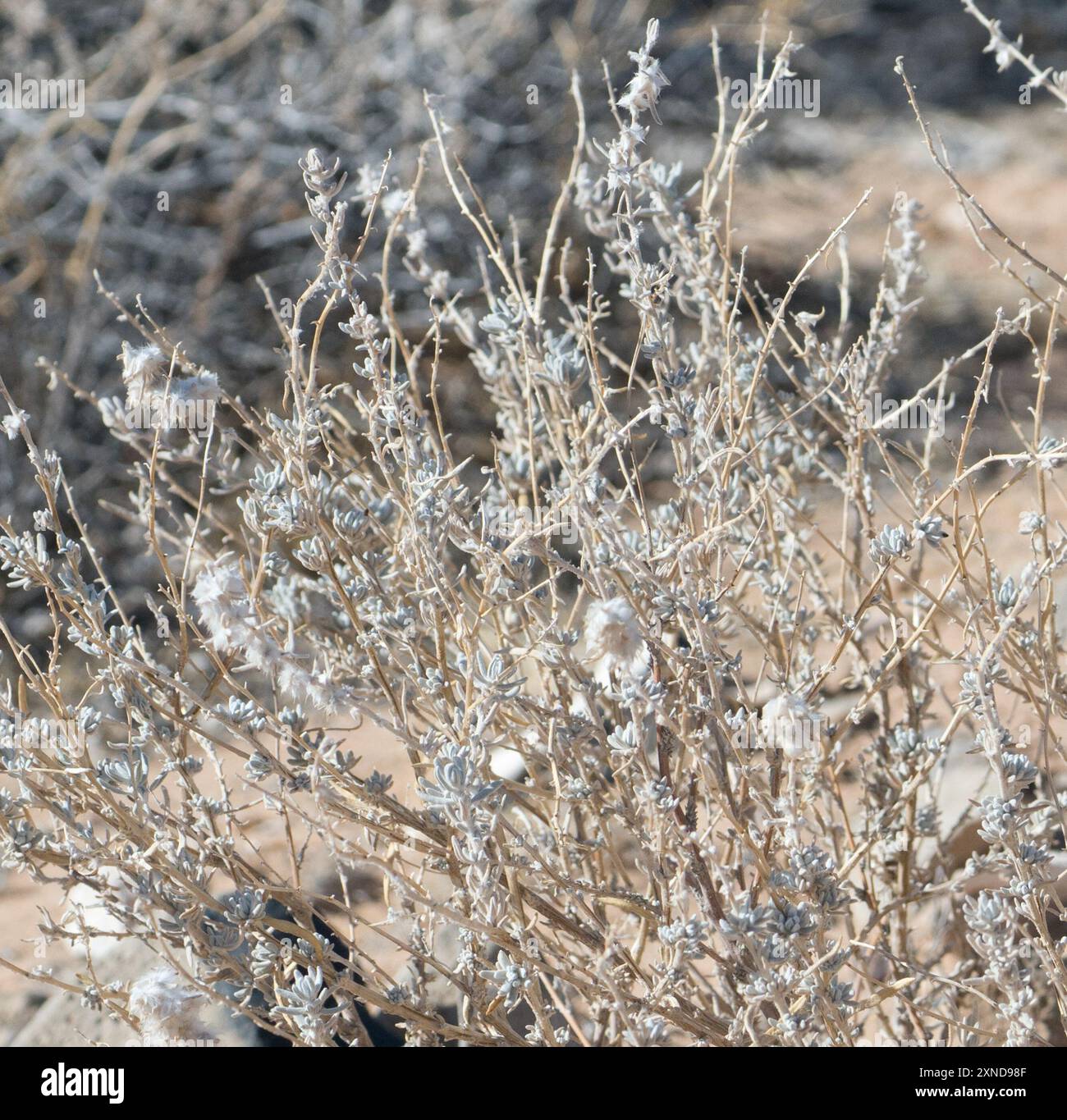 Winterfat (Krascheninnikovia lanata) Plantae Stock Photo - Alamy