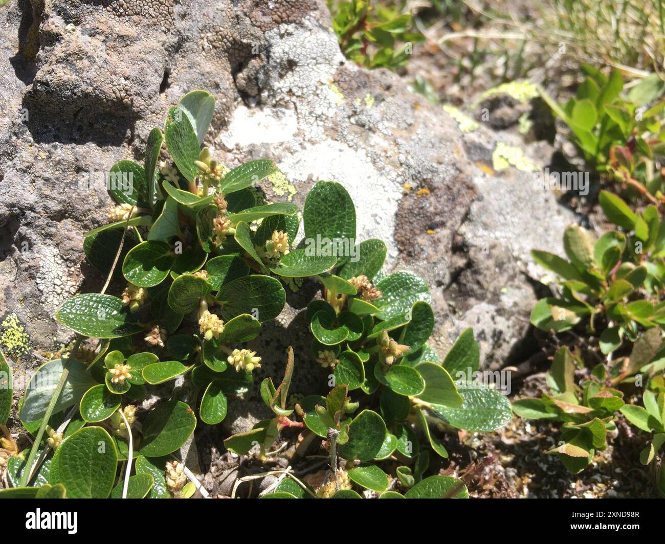 snow willow (Salix nivalis) Plantae Stock Photo - Alamy