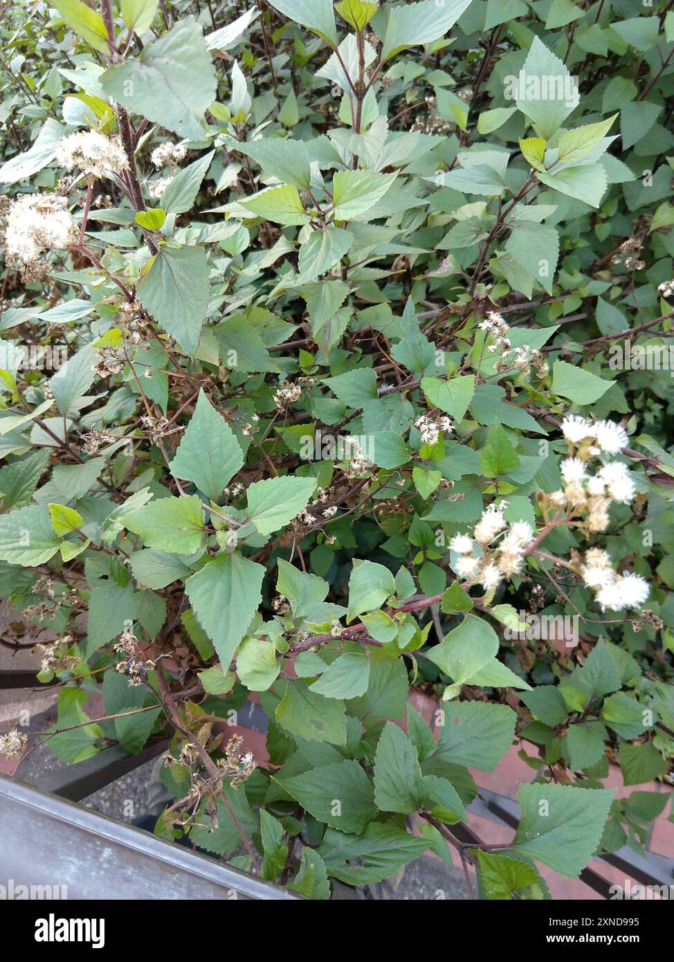 Crofton Weed (Ageratina adenophora) Plantae Stock Photo - Alamy