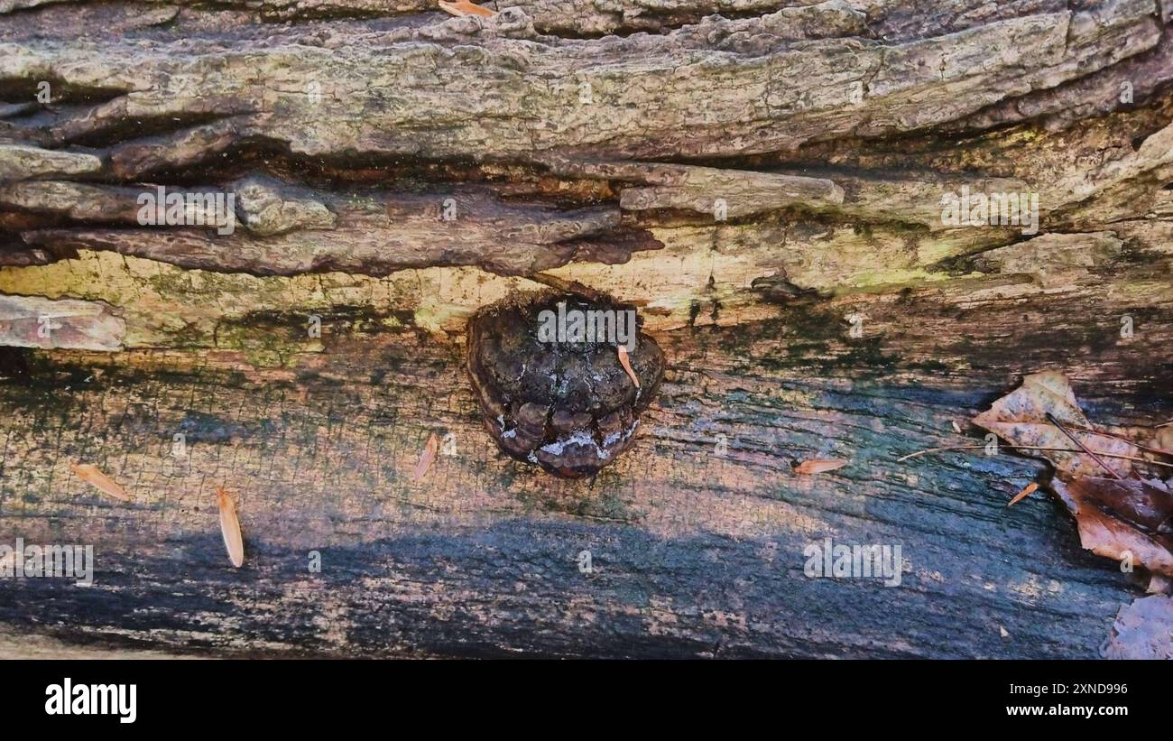 artist's bracket (Ganoderma applanatum) Fungi Stock Photo - Alamy