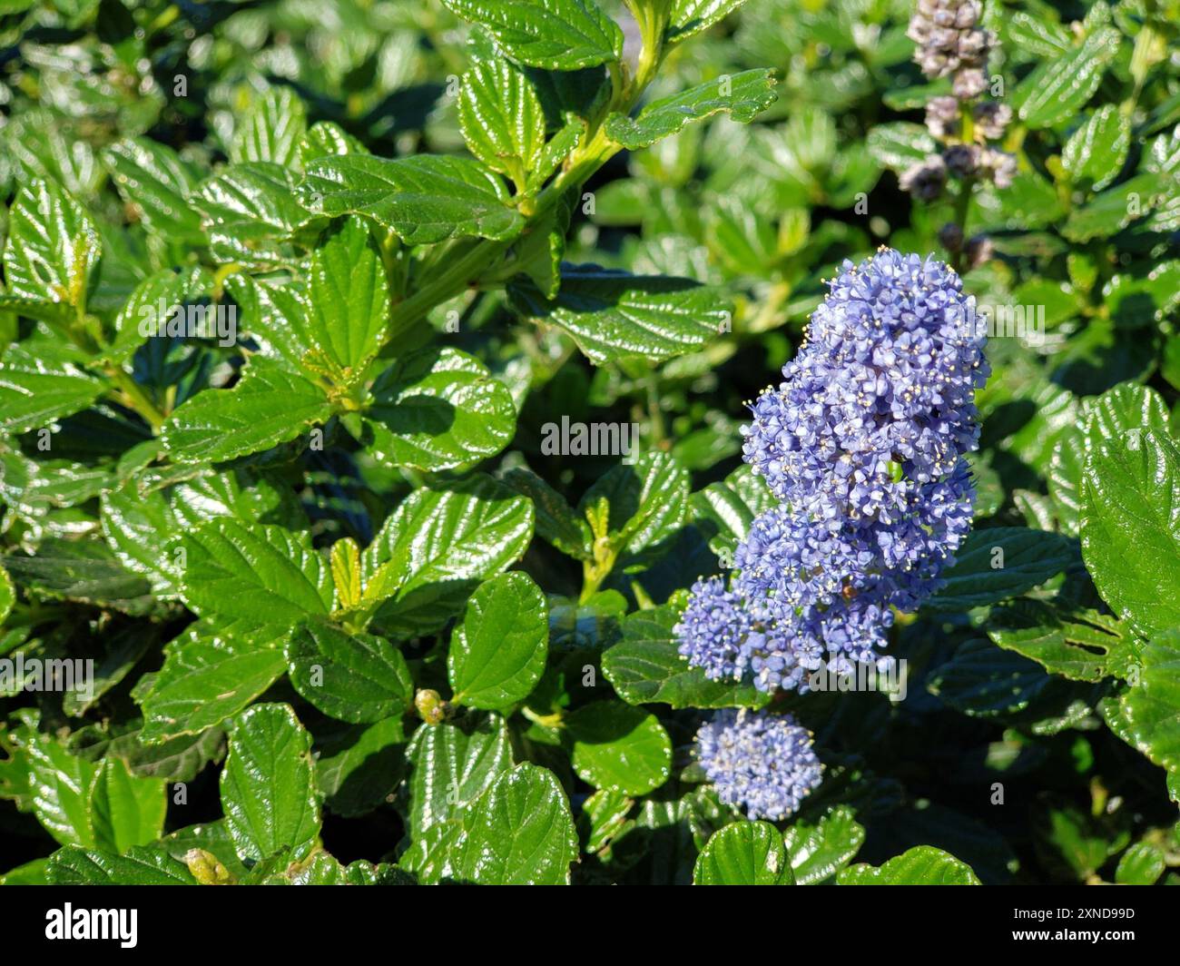blueblossom (Ceanothus thyrsiflorus) Plantae Stock Photo - Alamy