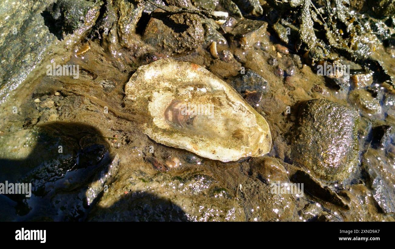Eastern Oyster (Crassostrea virginica) Mollusca Stock Photo - Alamy