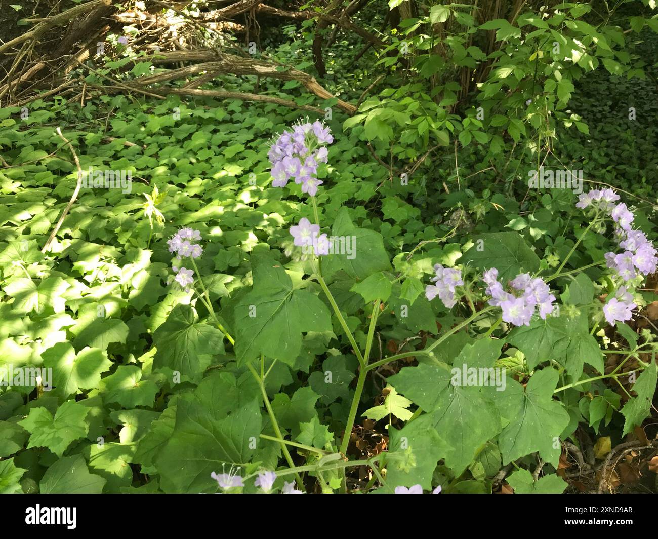 great waterleaf (Hydrophyllum appendiculatum) Plantae Stock Photo - Alamy