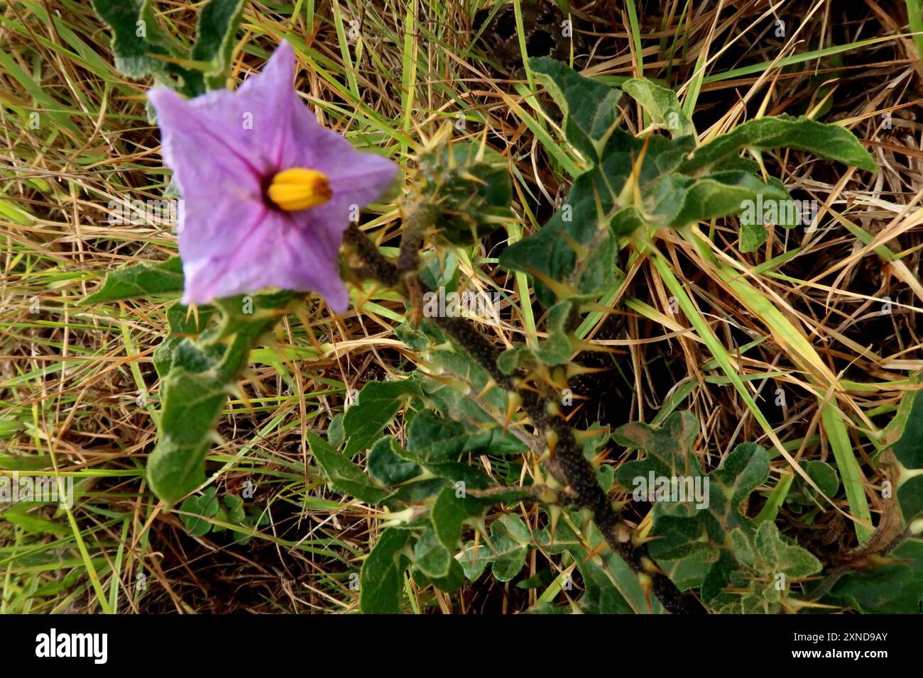 Yellow Bitter-apple (Solanum linnaeanum) Plantae Stock Photo - Alamy
