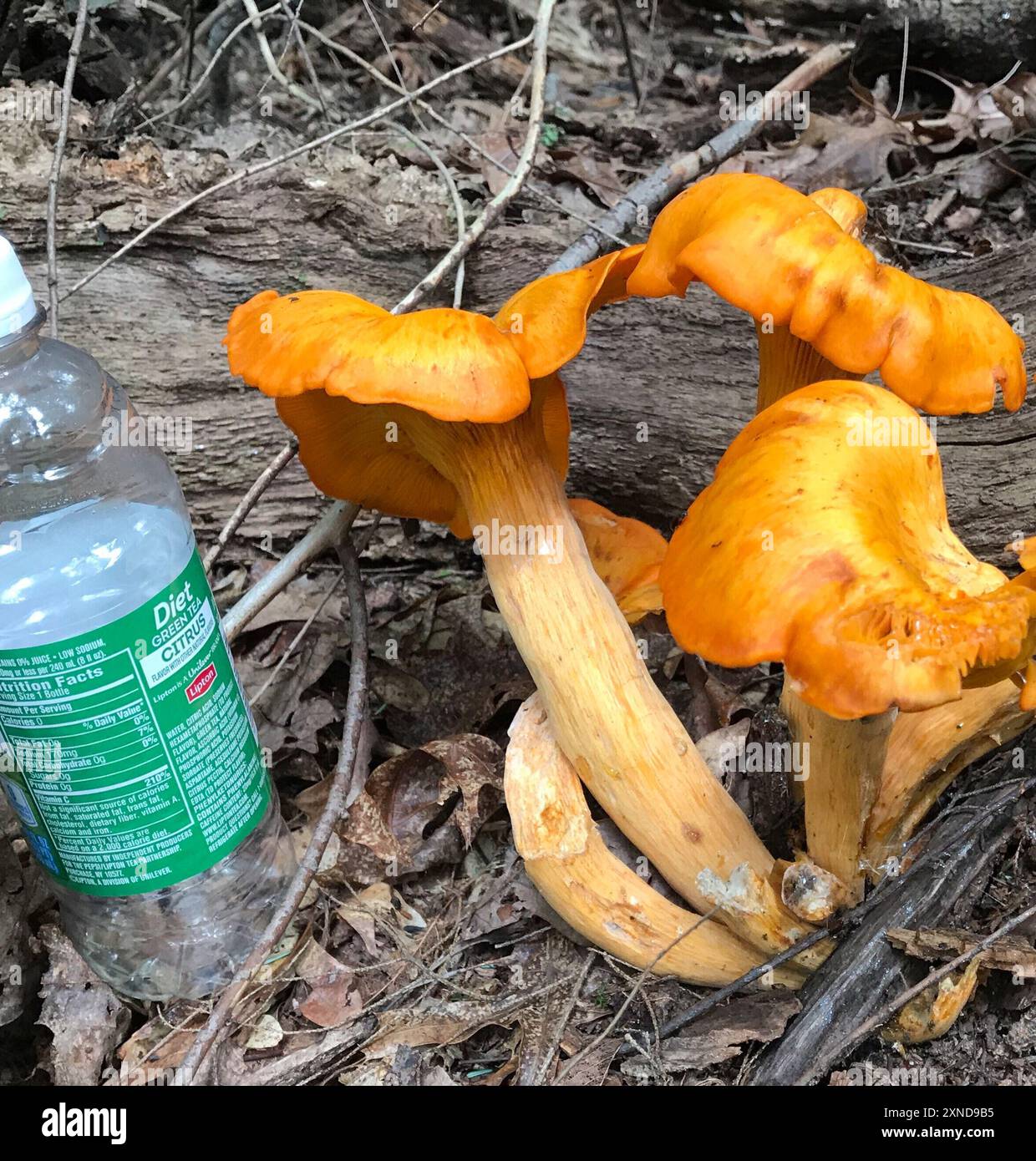 Eastern American jack-o'-lantern (Omphalotus illudens) Fungi Stock ...