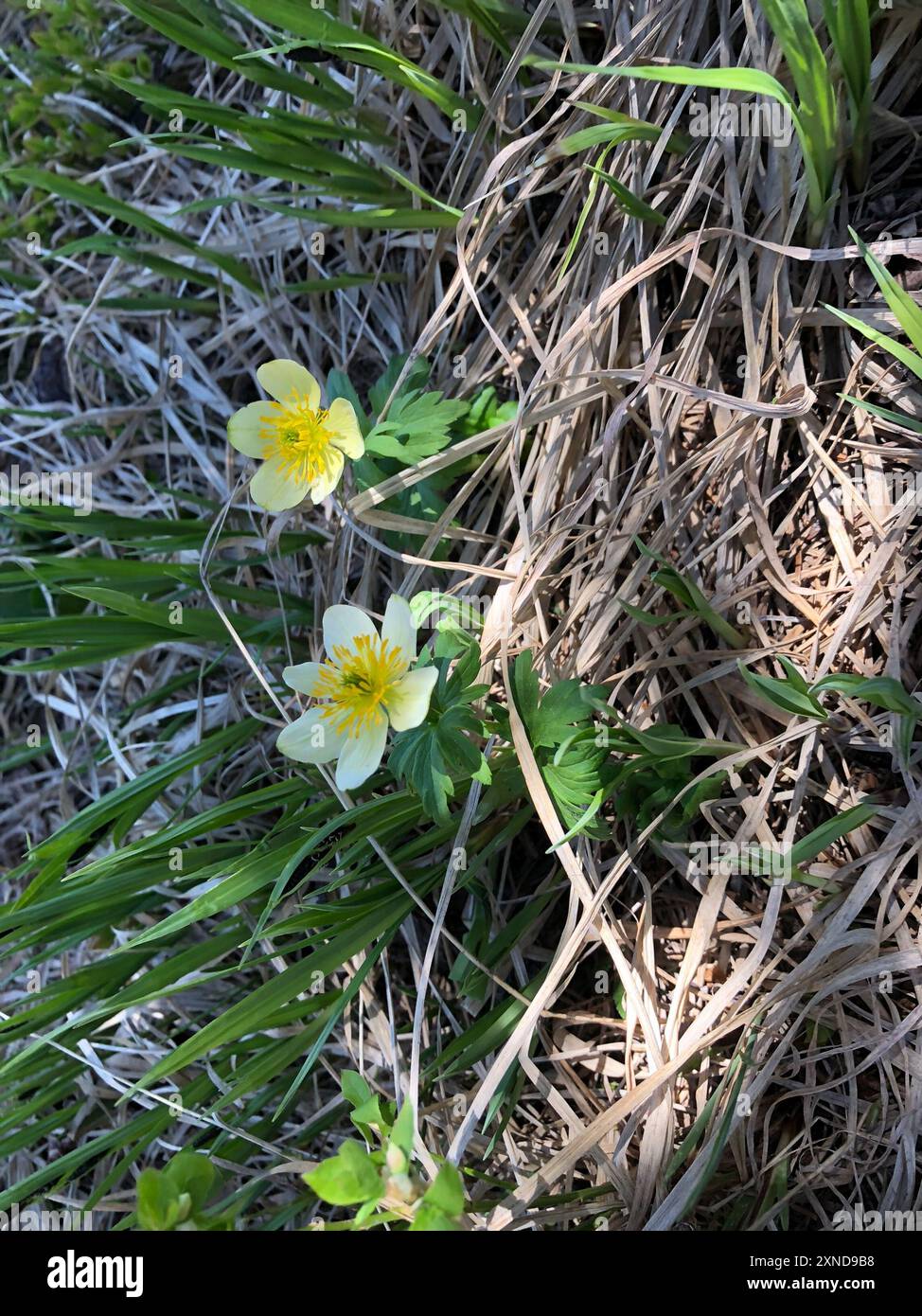 American Globeflower (Trollius laxus) Plantae Stock Photo - Alamy