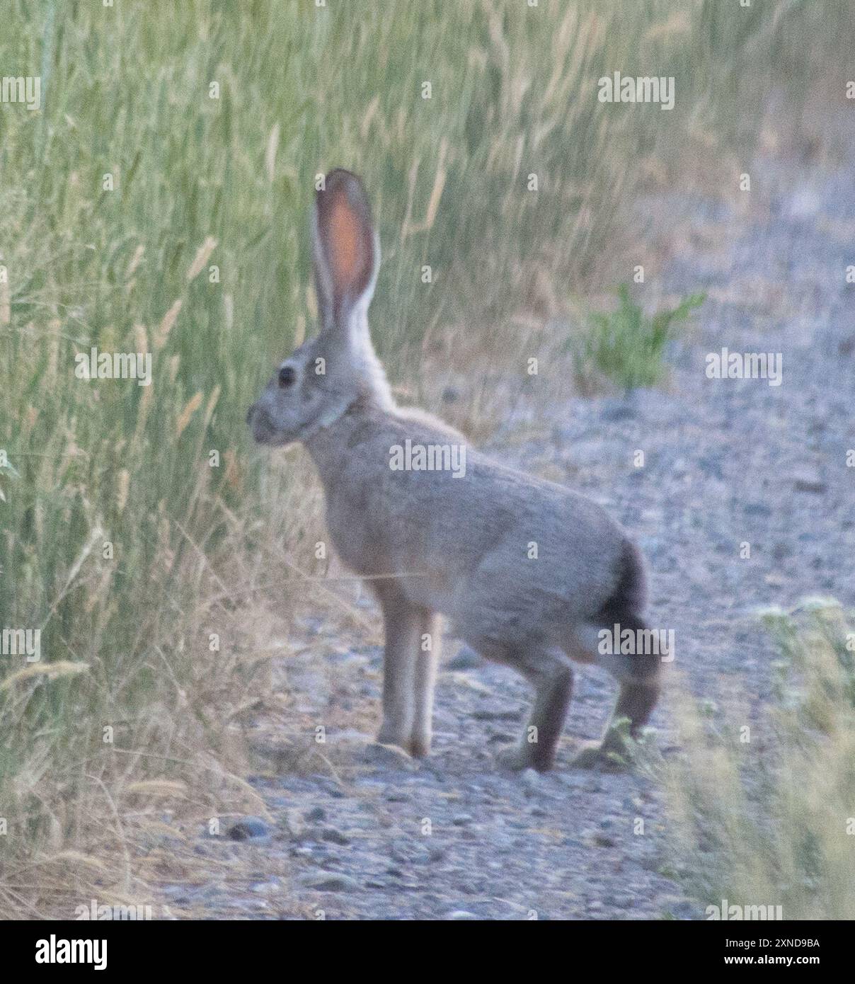 Black-tailed Jackrabbit (Lepus californicus) Mammalia Stock Photo - Alamy