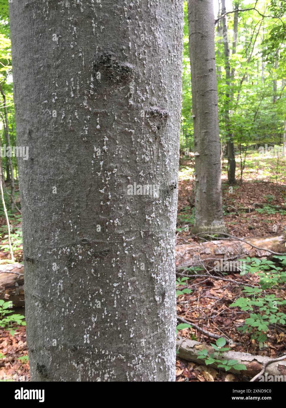 Beech Scale (Cryptococcus fagisuga) Insecta Stock Photo - Alamy